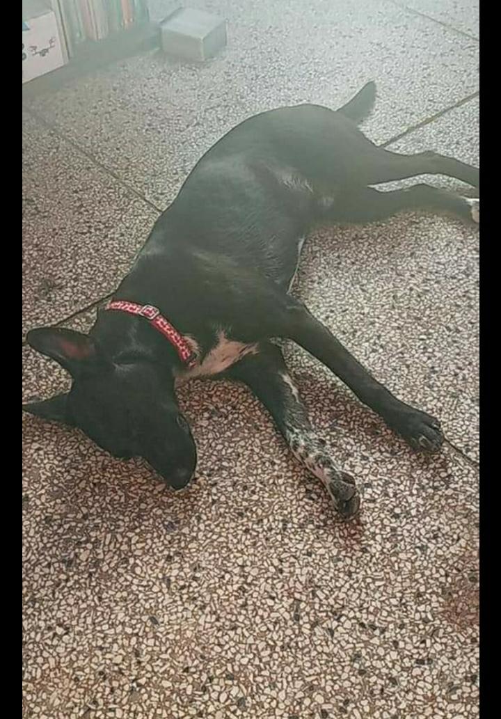 Animales Perdidos Uruguay - Encuentra tu mascota